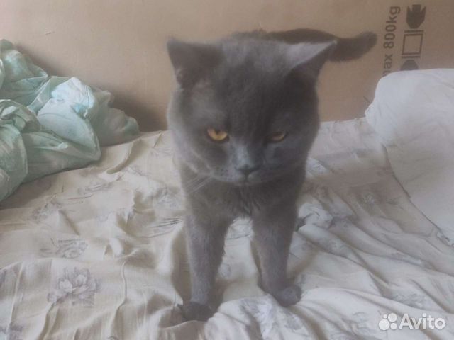 Британская