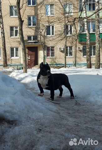 Американский булли Девочка звезда