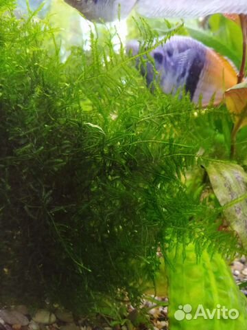 Аквариумное растение