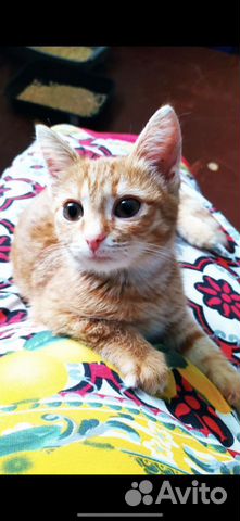 Рыжулик, девочка, кошечка мололенькая