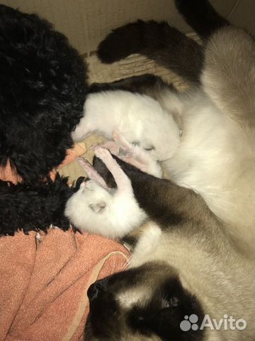 Сиамские котята продаются