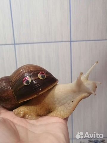 Улитка ахатин глазастая)