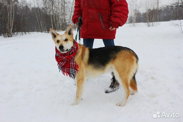 Над ним издевались люди