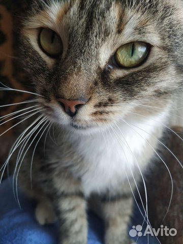 Кошки коты в добрые руки