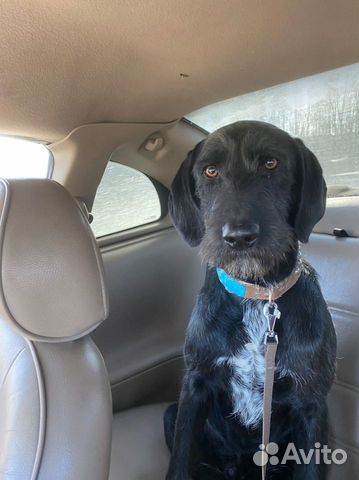 Хан ищет дом