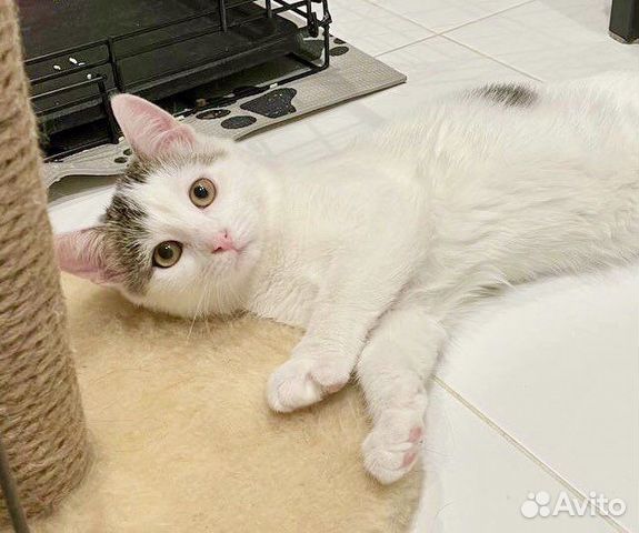 Добрейший котенок Ландыш ищет дом