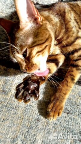 Бенгальская кошка вязка