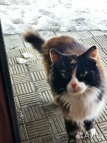 Кошки в добрые руки