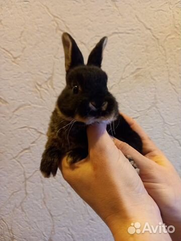 Кролик чёрно-огненный рекс (крольчата)