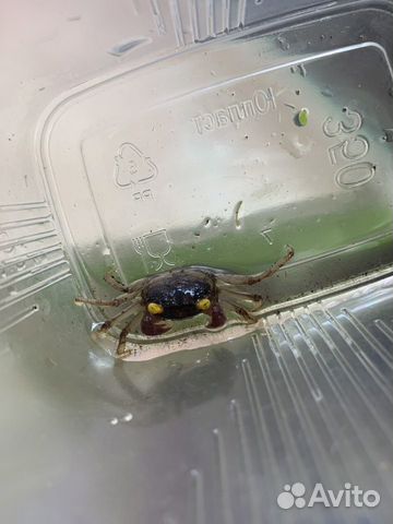 Краб Geosesarma sp. Blue Ghost самка