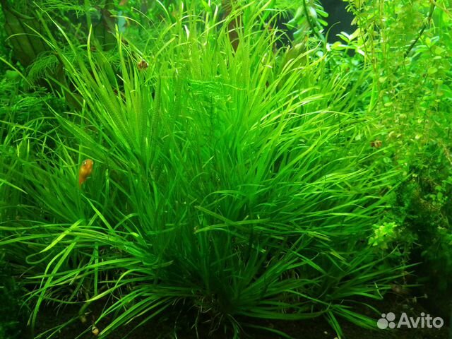 Набор растений