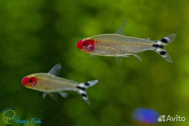 Аквариумные рыбки