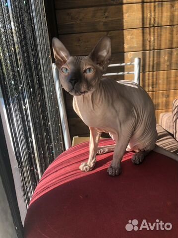 Донской сфинкс вязка