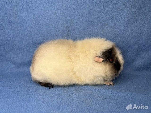 Морская свинка американский тедди