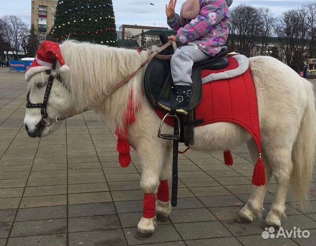 Продам пони