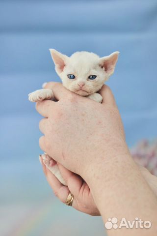 Hugo Boss котик