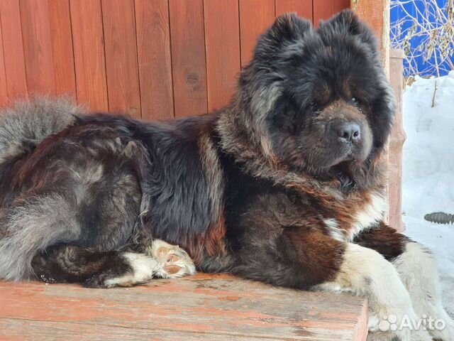 Вязка бесплатно