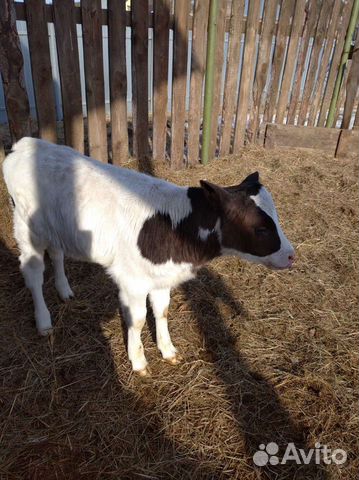 Телята бычки