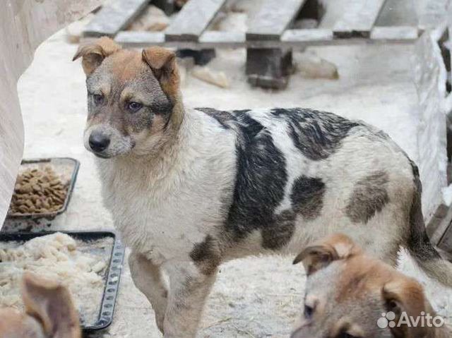 4 дня, чтобы спасти жизнь