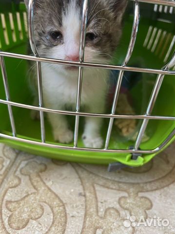 Котеночек очень маленький