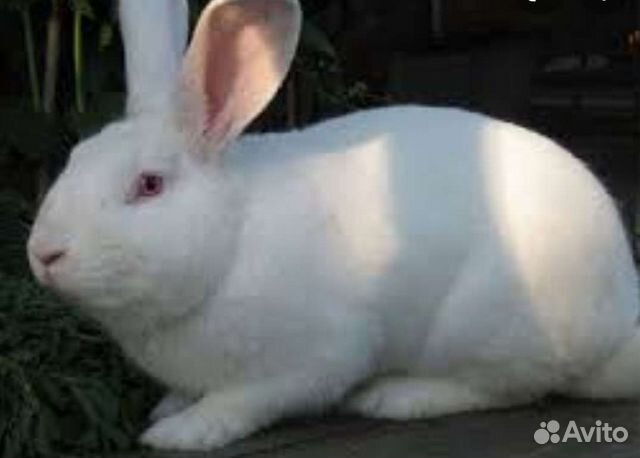 Кролик белый панон