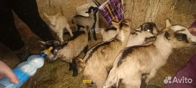 Чешские козлята