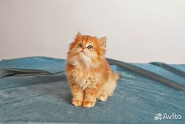 Британская золотая шиншилла