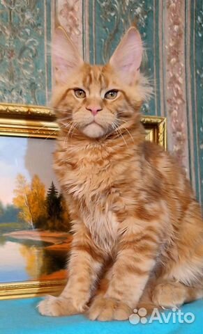 Рыжий ласковый гигант 5 мес