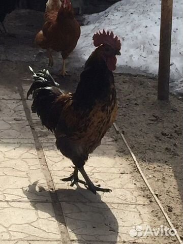 Продам или поменяю петуха