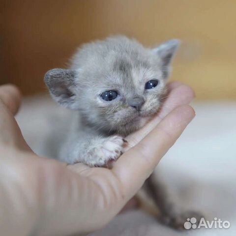 Бурманская кошка