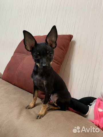 Мини той-терьер