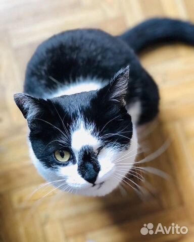 Оригинальная кошечка