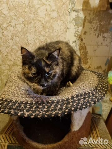 Маленькая девочка ищет дом