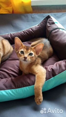 Абиссинские котята