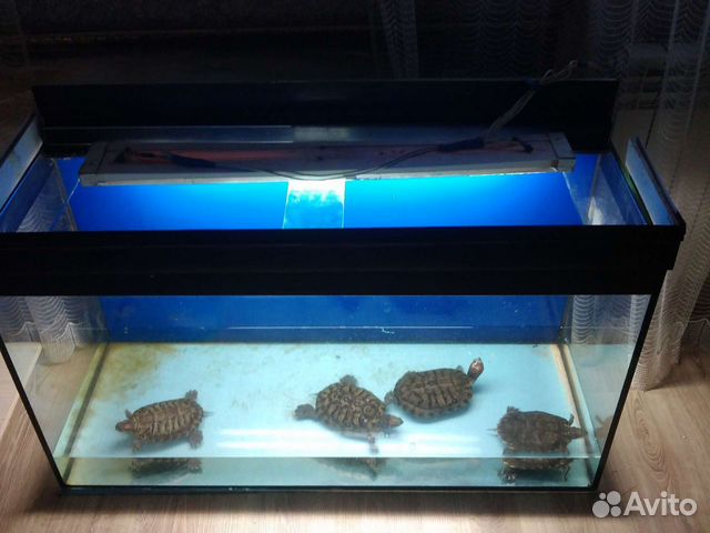 Аквариум с черепахами