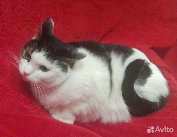 Кошка Герцогиня