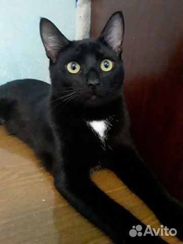 Котик Санчо