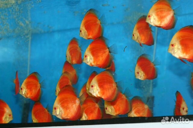 Дискусы мальборо