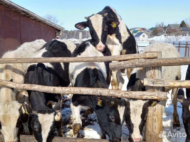 Бычки на откорм