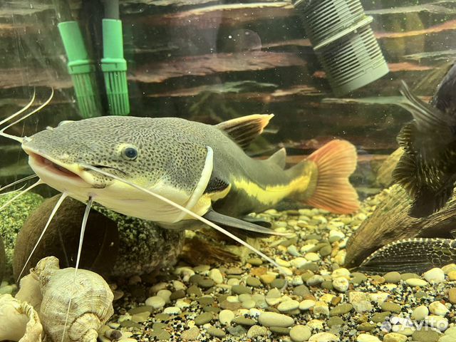 Фрактоцефал. Краснохвостый сом