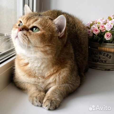 Британский золотой кот