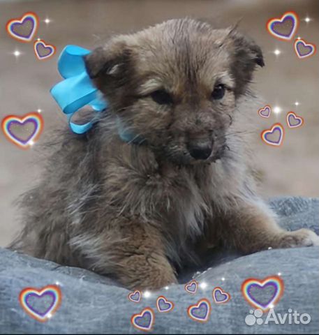 Финик в добрые руки)