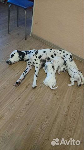 Щенки далматина