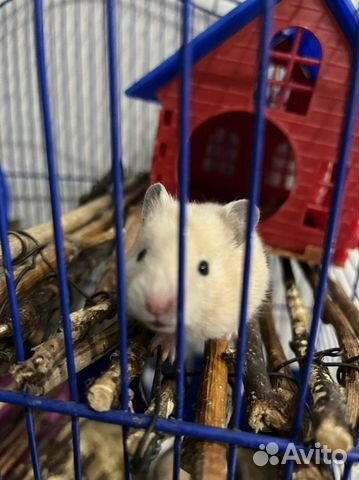 Сирийский хомяк