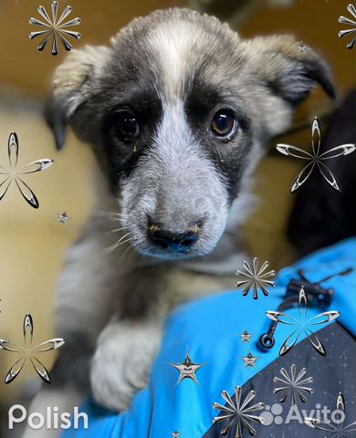 Фелиция ищет дом