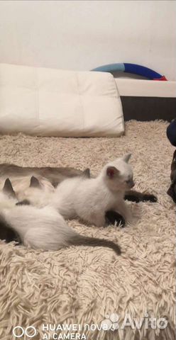 Кошки