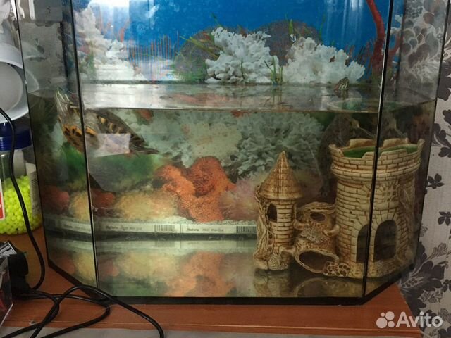 Черепахи с аквариумом