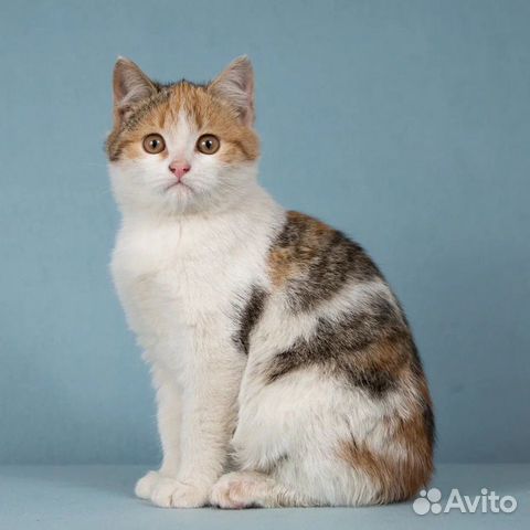 Котенок в дрбрые руки