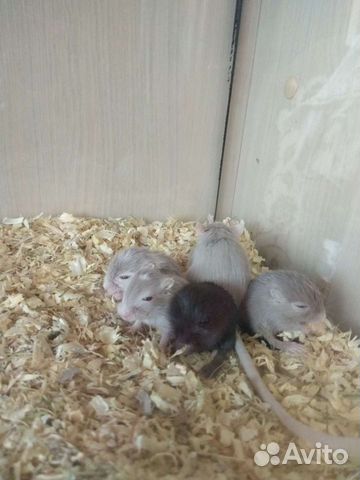 Песчанка