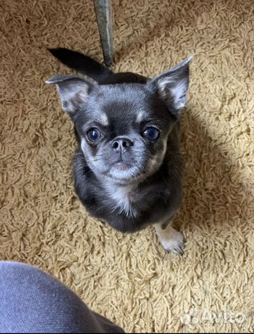 Чихуахуа девочка вязка